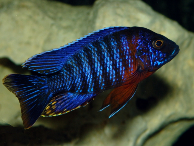 Guide to owning fish and maintaining aquariums